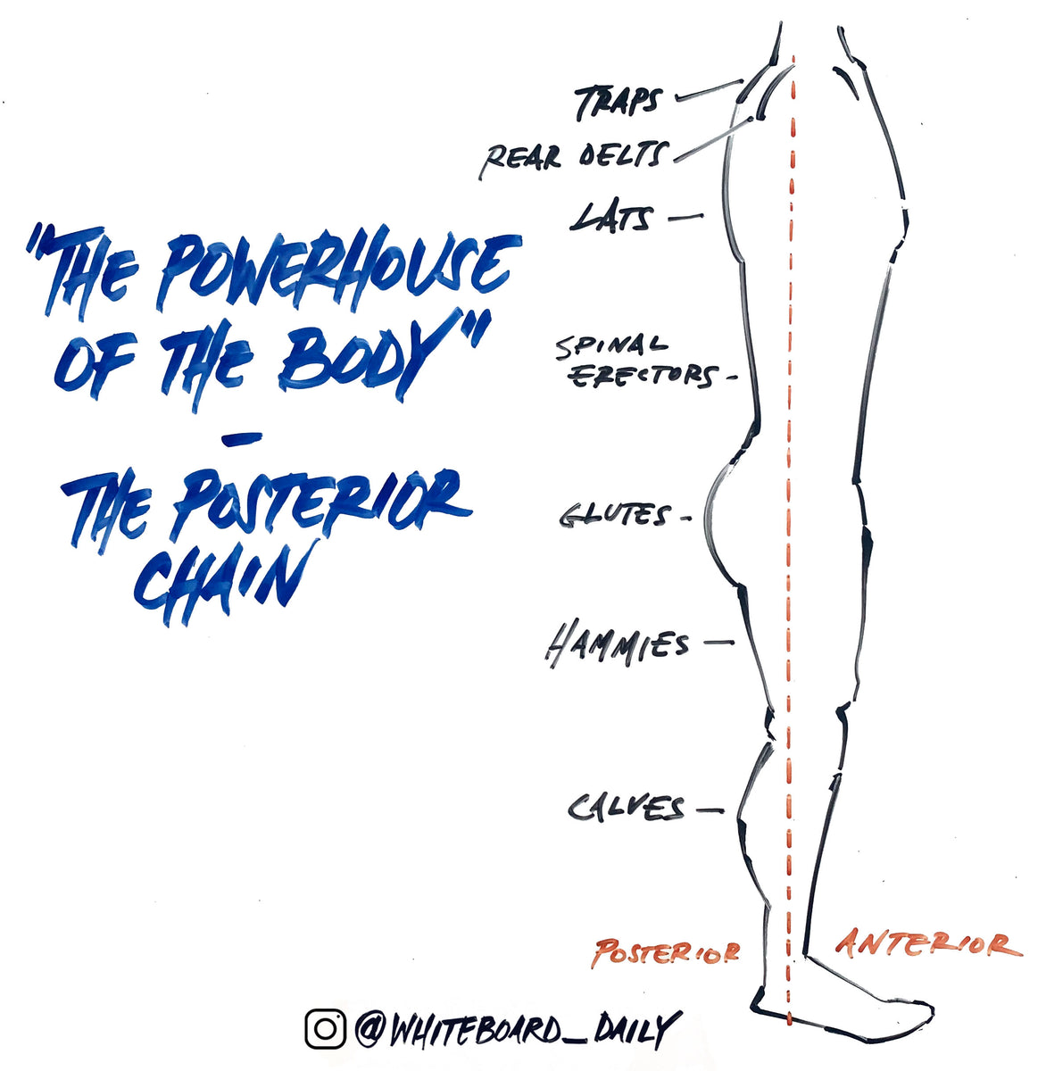 Digital Sketch: Posterior Chain – Whiteboard Daily